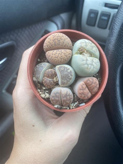 Just Got My First Lithops Rlithops