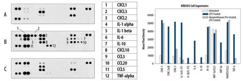 Proteome Profiler Rat Cytokine Array Kit Panel A Ary008 Randd Systems