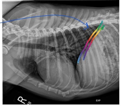 Imaging Lecture 1 Flashcards Quizlet