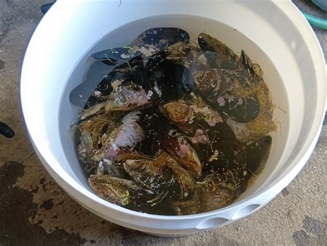 増毛ムール貝カレー ましけコラム