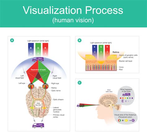 Visual Perception How It Works Confopay