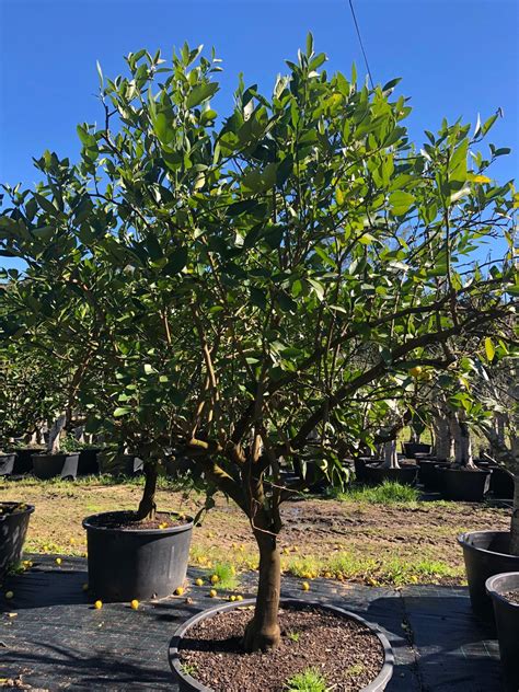 Tahitian Lime Tree Feature Tree Fruit Tree And Lovely Ornamental