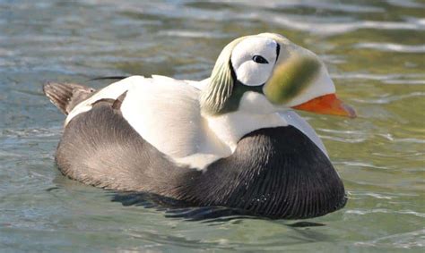 Spectacled Eider British Waterfowl Association