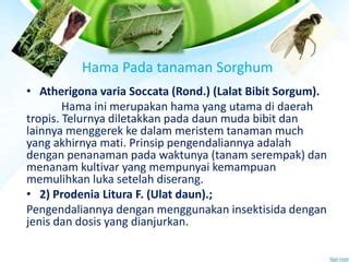 Budidaya Tanaman Sorghum Sorghum Bicolor L Pptx