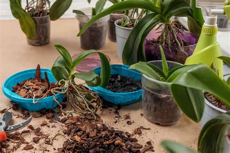 How To Propagate Orchids Five Methods Gardeners Path