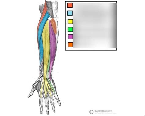 Diagram Of Forearm Extensor Muscles Quizlet