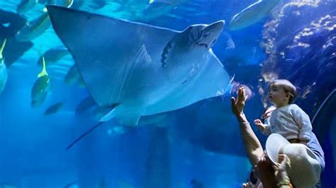 How To Unlock Melbournes Best Attractions And Experiences With The