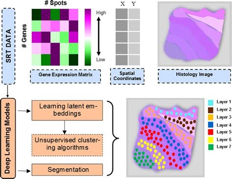 Deep Learning In Spatially Resolved Transcriptomics A Comprehensive Technical View Pmc