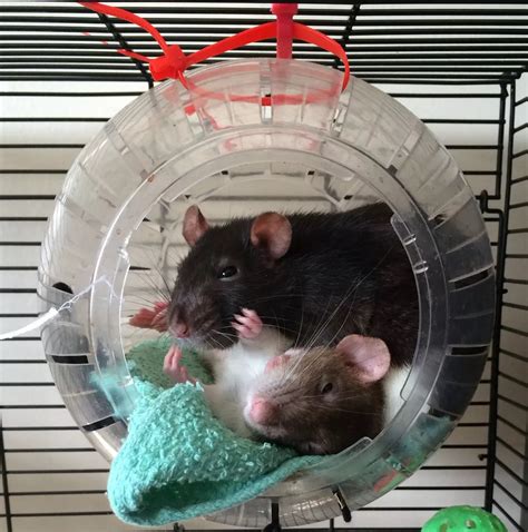 Best Rat Toys 7 Types Of Toys To Entertain Your Rats For Hours Artofit