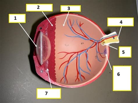 Eye Model 3 Diagram Quizlet
