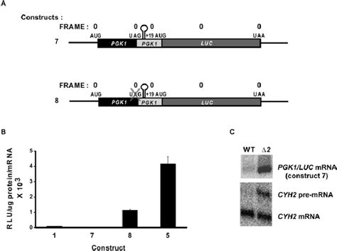 A Strong Stem Loop Structure Does Not Eliminate Nonsense Mediated Mrna
