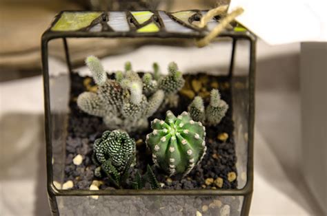 야외 냄비에 선인장과 즙이 많은 식물의 컬렉션 화분 선인장 집 식물 0명에 대한 스톡 사진 및 기타 이미지 0명 가시 꽃 식물 Istock