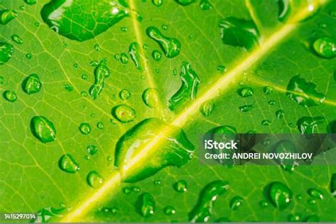 신선한 잎에 많은 아름다운 투명한 빗물 방울이 떨어집니다 추상 매크로 실제 사진 귀여운 배경 화면 자연 라인 아트 매우 가까운 정맥 질감 세포 구조 밝은 녹색 노란색 배경