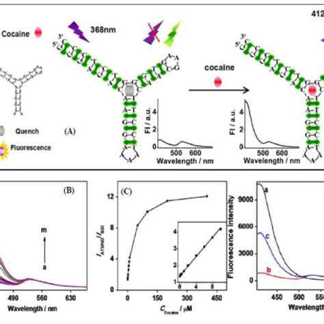 Schematic Representation Of Aptamer Synthesis Through Selex Methodology Download Scientific