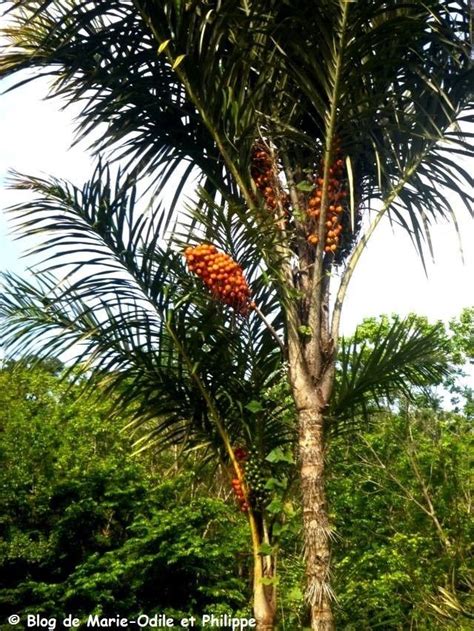 Le Palmier Awara Astrocaryum Vulgare Palmiers Seeds Tropical Fruit