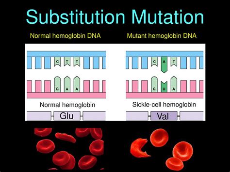 Dna And Mutations Ppt Download