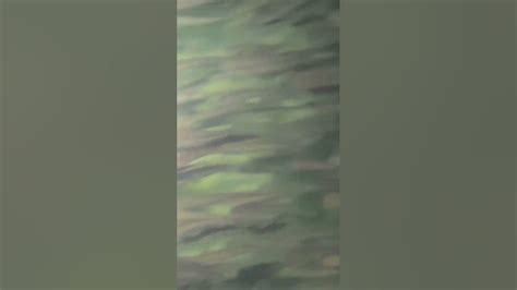 어마무시한 물고기때 바다투망 바다여행 바다 도루묵 도루묵통발 Youtube