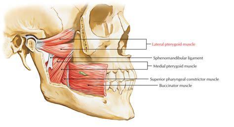 Lateral Pterygoid Muscle Earths Lab