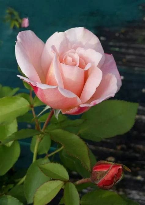 Pin By Elle Noir On Floral Beautiful Roses Rose Flower Love Flowers