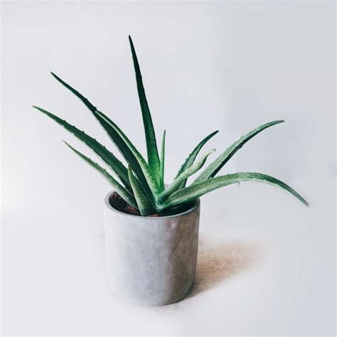2021 開幕盆栽送花送禮首選 盆空間 Flower Plant Studio