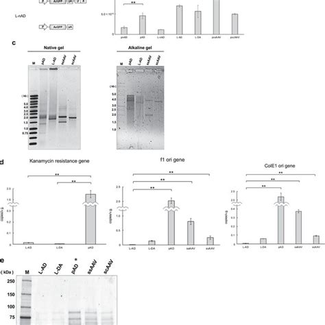 Sequence Alignment Of The Rbs And Trs Of The Aav2 Itr And The Aav2 P5