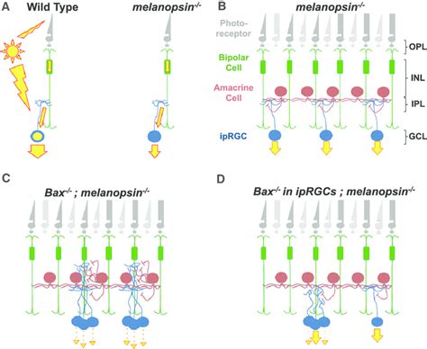 Disrupted Iprgc Patterning Affects Circadian Photoentrainment Download Scientific Diagram