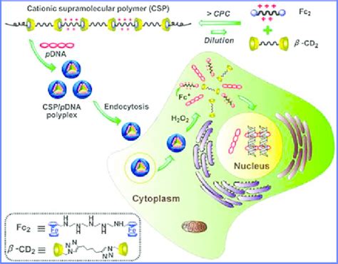 Schematic Representation Of A Cationic Supramolecular Polymer