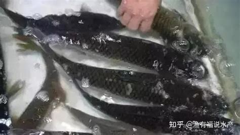 百草美净水霉病发生条件及预防措施有哪些 知乎
