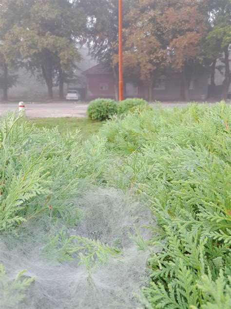 ЦРВЕНКА НАЈЛЕПШЕ СЛИКЕ Slika Brata Moje Bake Martin Zwara Zvára 1906 1979 Rođ Facebook