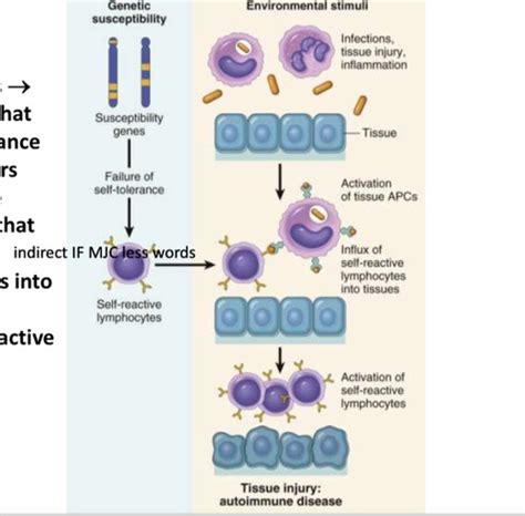 Path Lecture Viii Immunopathology Flashcards Quizlet