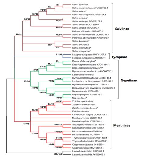 hierarchical clustering of some genera within the tribe mentheae