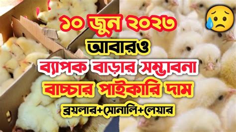 ব্রয়লার ও সোনালী মুরগির বাচ্চার আজকের বাজার দর জেনে নিন মুরগির বাচ্চার পাইকারি বাজার দাম জেনে