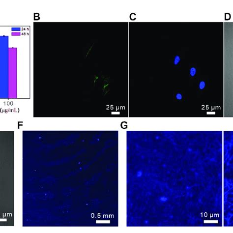 A Cck 8 Assay Results For The Viability Of Mscs Cells In Different
