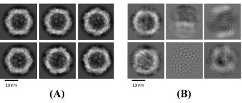 Un Robusto Flujo De Trabajo De Procesamiento De Criomicroscopía