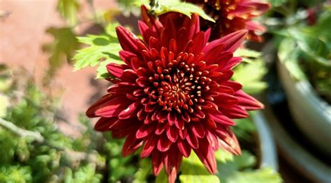 27 Hardy Mum Varieties For Your Fall Garden