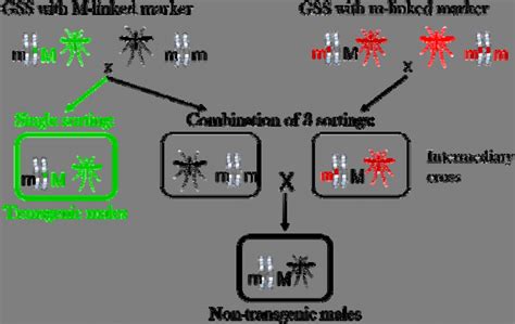 Combination Of Two Gsss For Sorting Non Transgenic Males Schematic