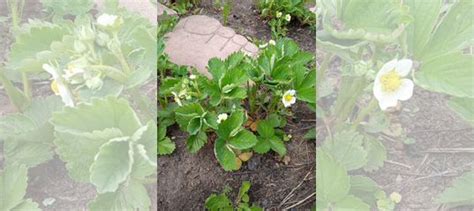 Клубника ремонтантная Остара купить в Ликино-Дулево | Товары для дома и ...