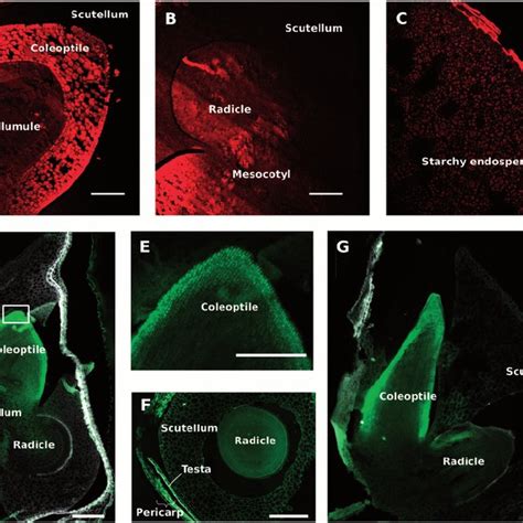 Rice Seed Anatomy During Germination Sensu Stricto A Scheme Of Rice Download Scientific
