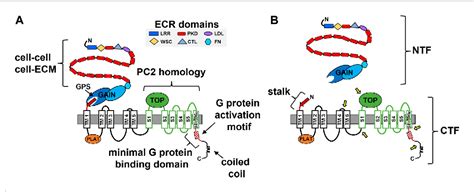 Figure 1 From The Gpcr Properties Of Polycystin 1 A New Paradigm Semantic Scholar