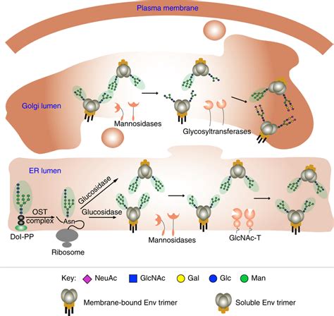 Topology Of N Glycan Processing For Soluble And Membrane Bound Env