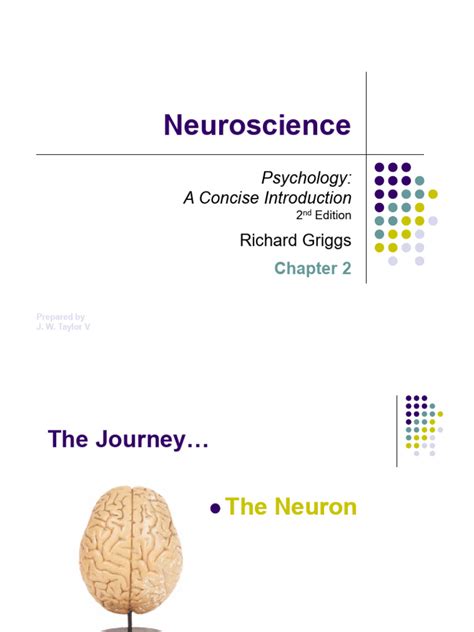 The Neuron And Brain Lecture 2 Pdf Neurotransmitter Nervous System