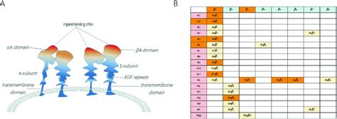 Schematic Representation Of The Structure And Subtypes Of The Integrin Download Scientific