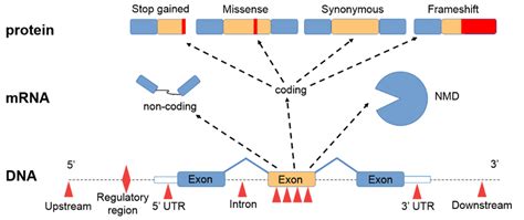 effects of sequence alterations sequence variants in regulatory