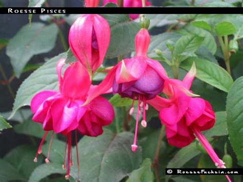 Roesse Piscus Fuchsiafinder