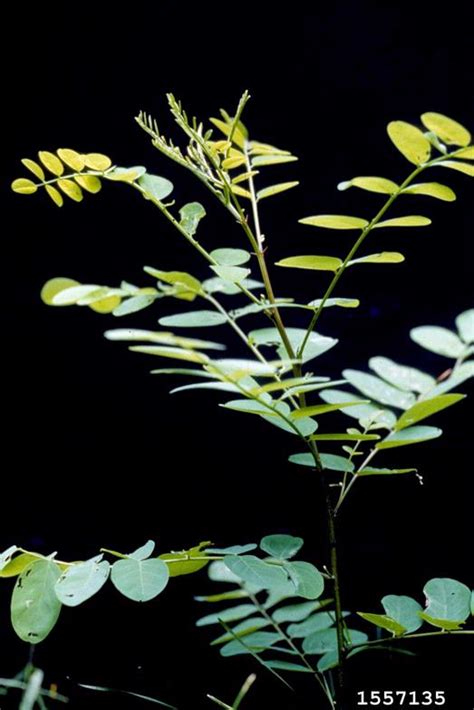 Black Locust Robinia Pseudoacacia L