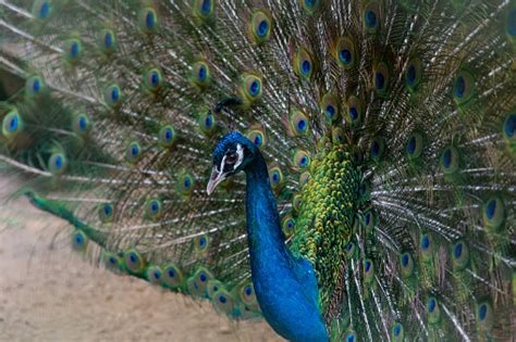 아름다운 수컷 공작이 다채로운 여러 가지 빛깔의 꼬리를 보풀 공작 깃털에 대한 스톡 사진 및 기타 이미지 공작 깃털 공작새 깃털 Istock