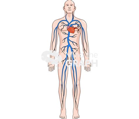 Circulatory System Pulmonary Body Man