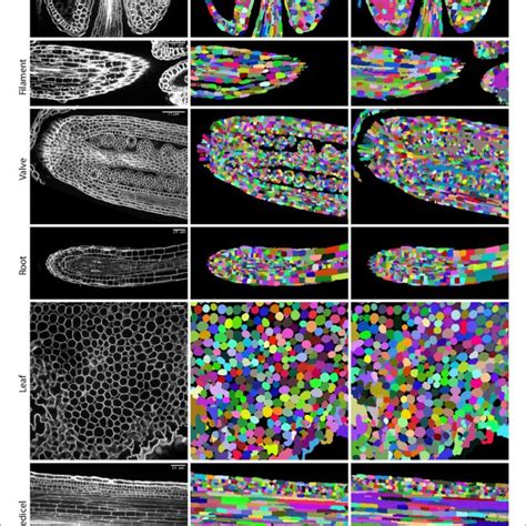 Pdf Accurate And Versatile 3d Segmentation Of Plant Tissues At