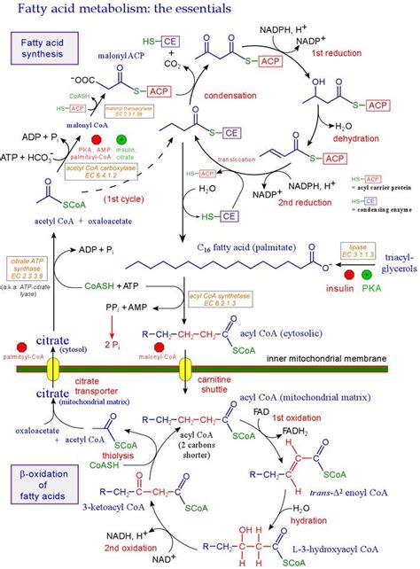 Complement Pathways Types Functions Regulation Artofit