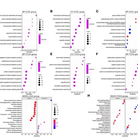 go and kegg pathway enrichment analyses a c top 10 enrichment bp